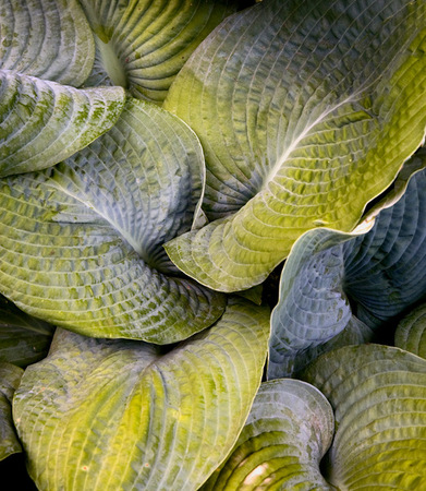 Hank Gans Photography